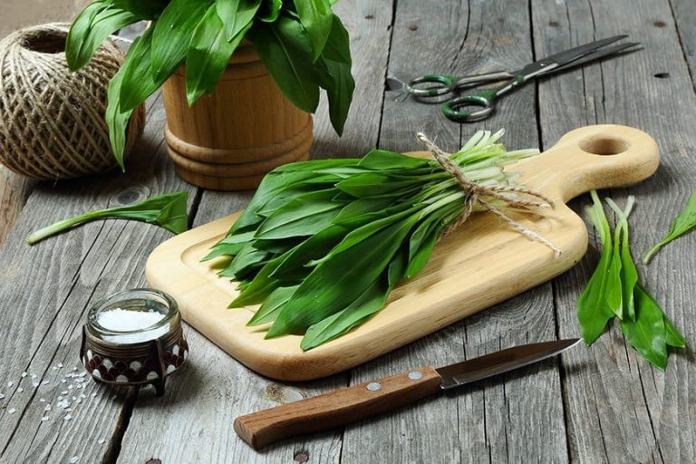 Leurda minunea din padure, izvor de sanatate primavara! – Carasanul